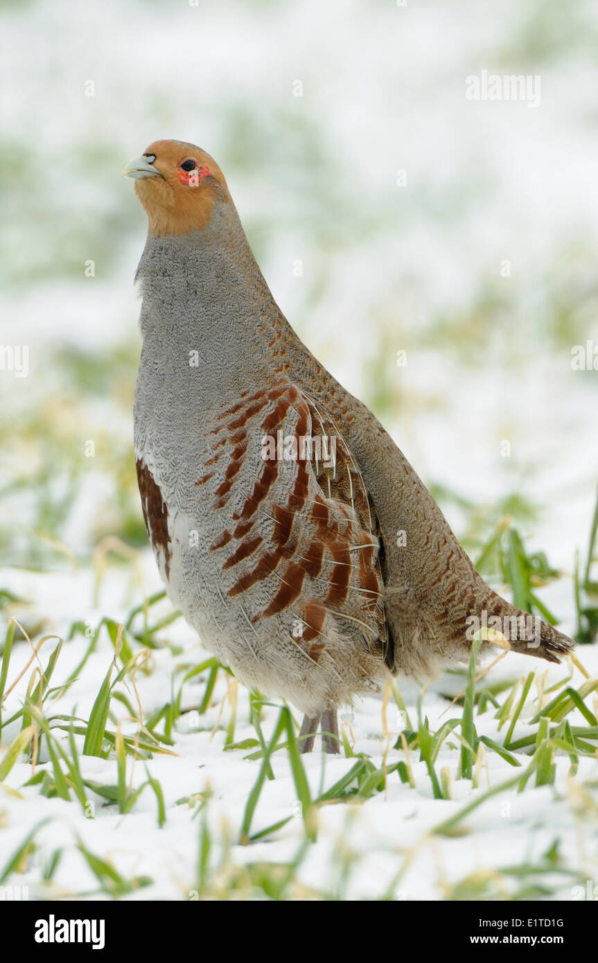Patridge bird hi-res stock photography and images - Alamy