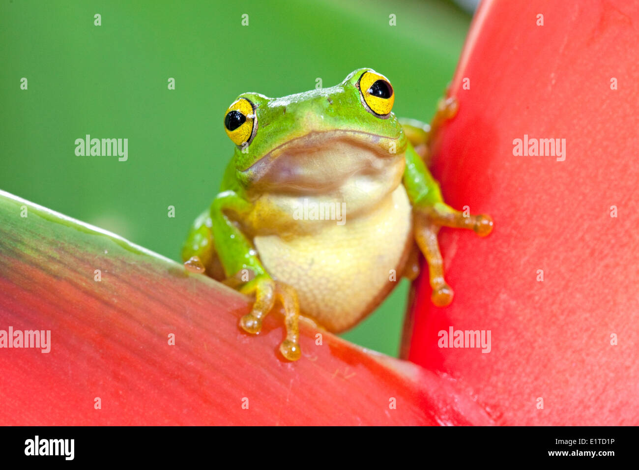 Tinker reed frog hi-res stock photography and images - Alamy