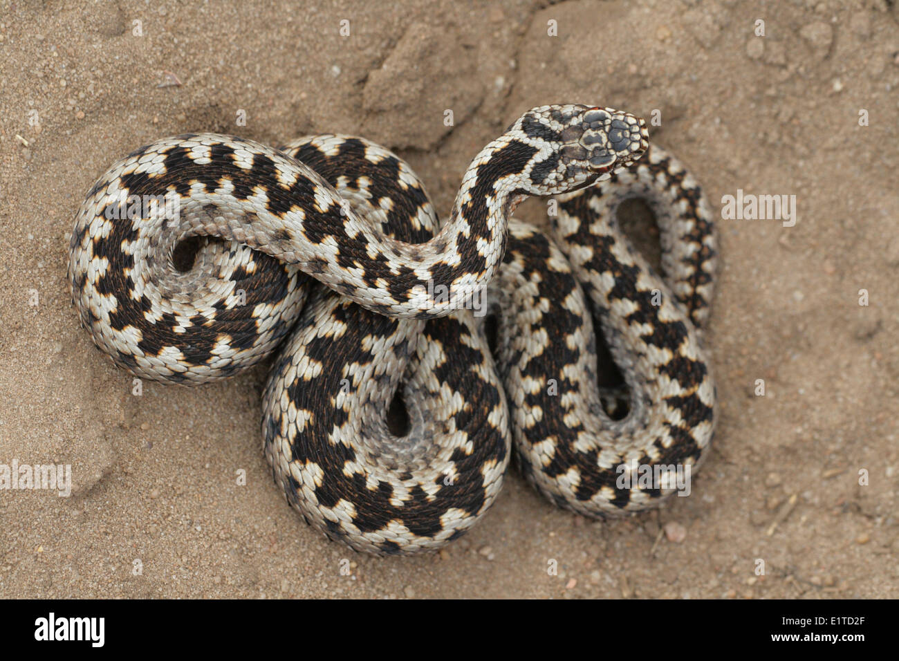 Common sand adder hi-res stock photography and images - Alamy