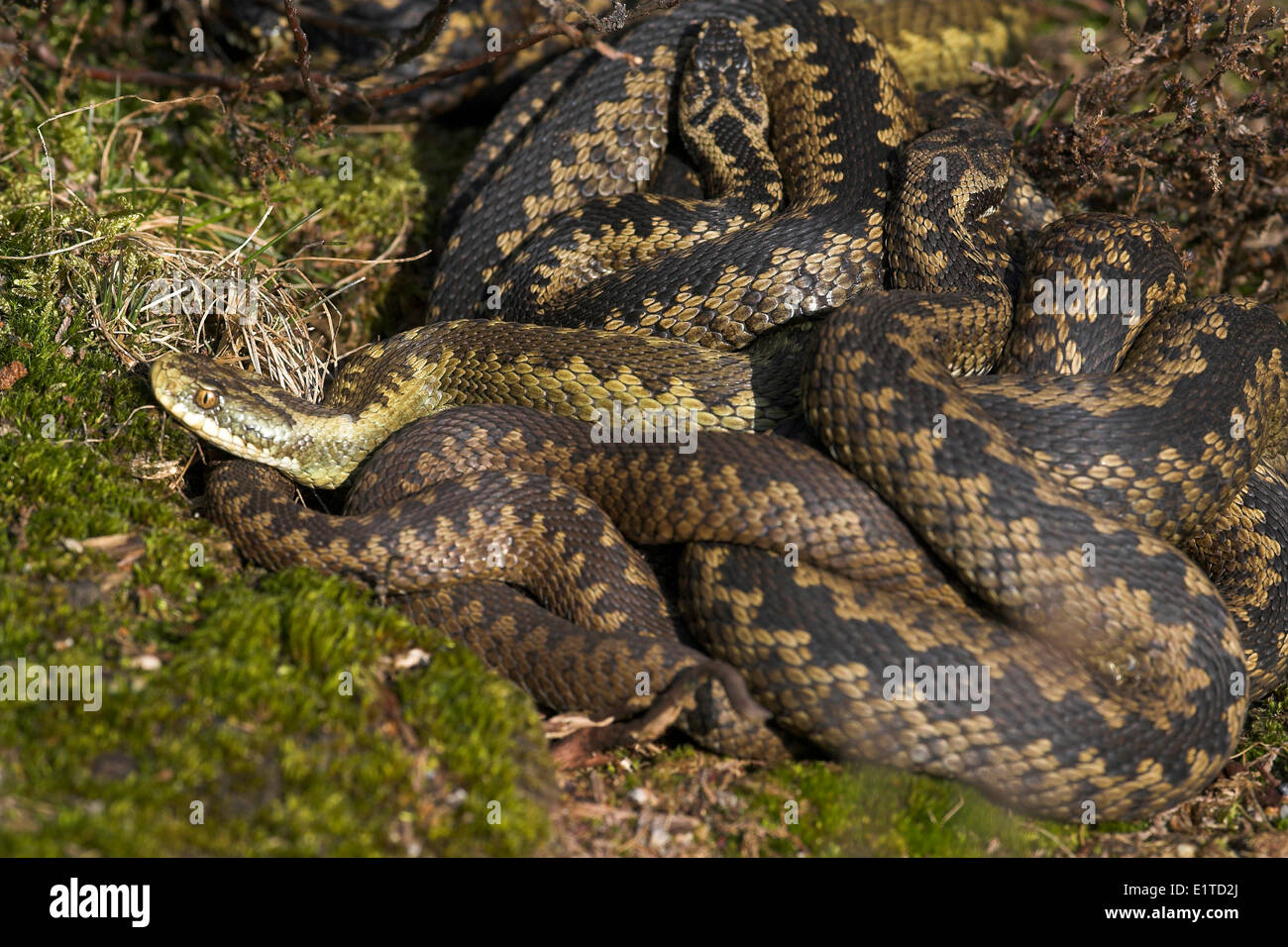 Pit adders hi-res stock photography and images - Alamy