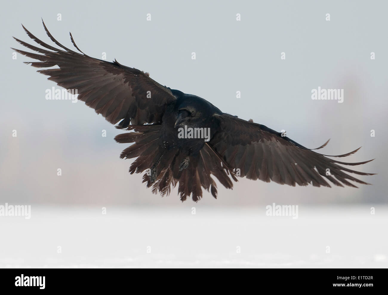 Raven in flight Stock Photo - Alamy