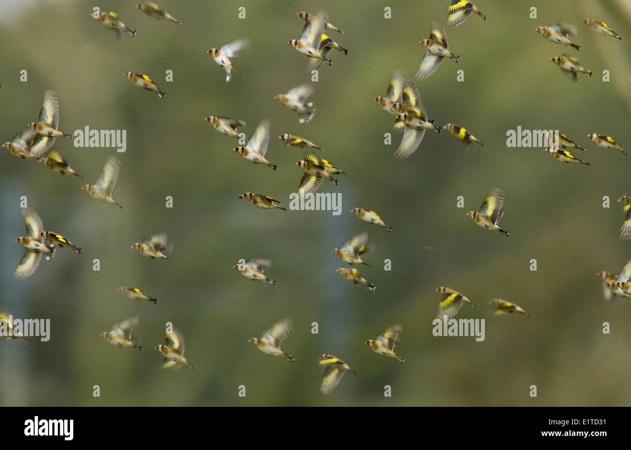 Goldfinches flying hi-res stock photography and images - Alamy
