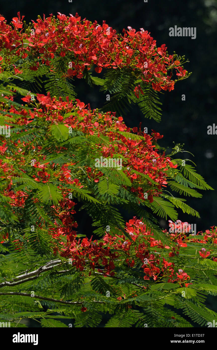 Royal poinciana tree hi-res stock photography and images - Alamy