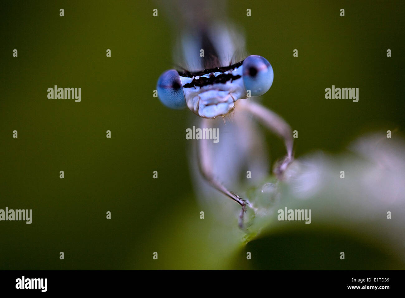 Blue compound eyes hi-res stock photography and images - Alamy