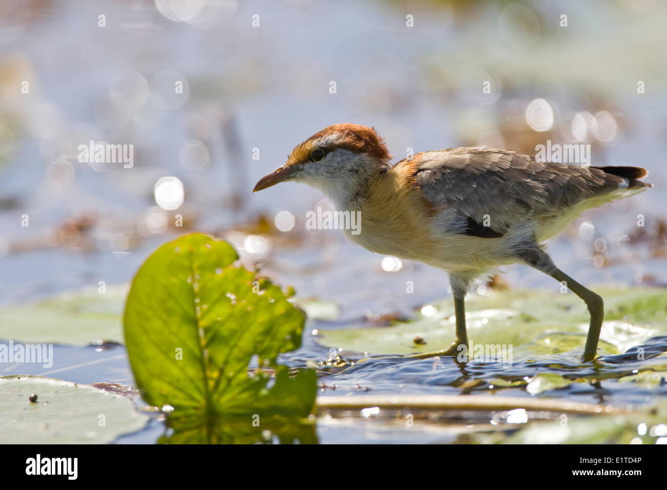 Lesser jacana hi-res stock photography and images - Alamy