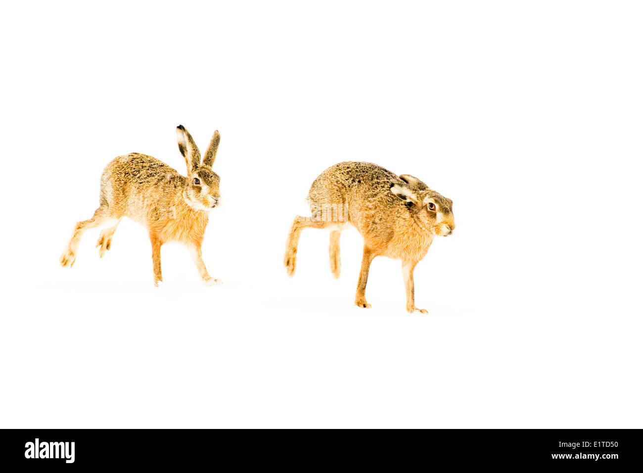 Chasing each other Cut Out Stock Images & Pictures - Alamy