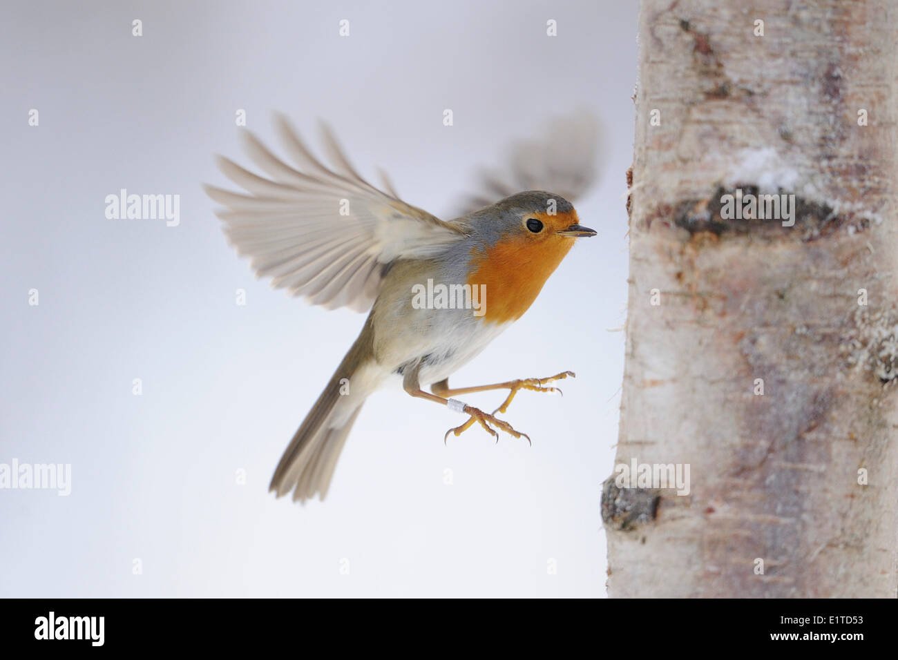 Robin in birch tree hi-res stock photography and images - Alamy