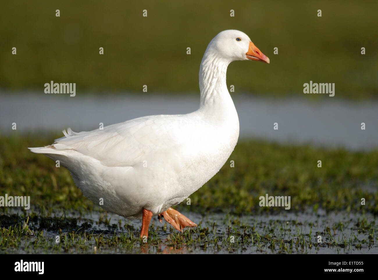 White Domestic goose Stock Photo - Alamy