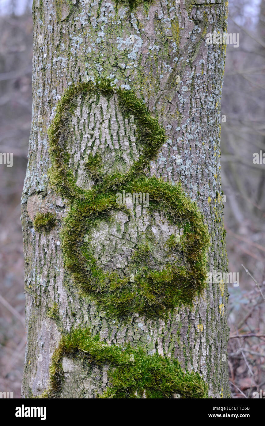 Number tree hi-res stock photography and images - Alamy