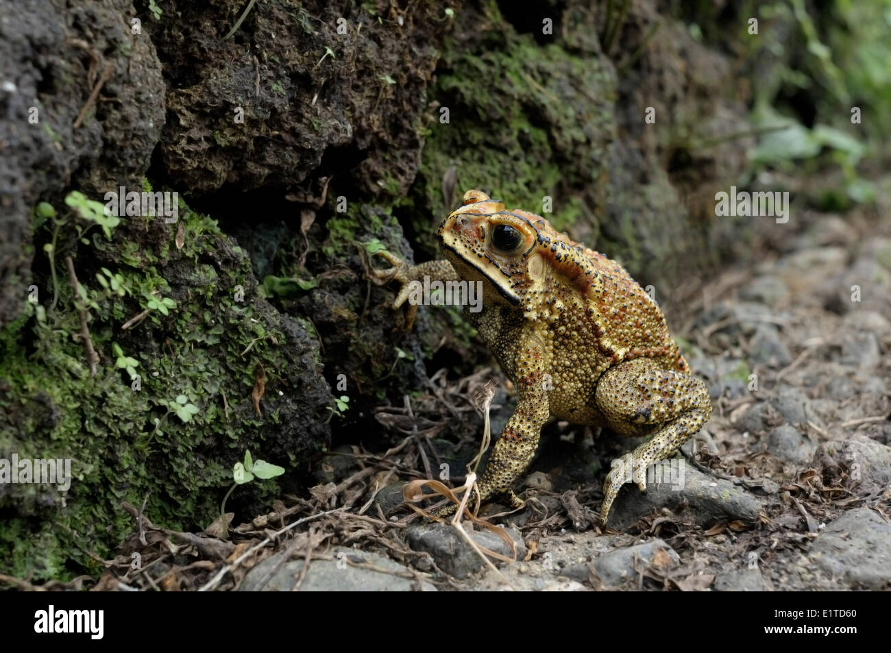 Asian common toad hi-res stock photography and images - Alamy