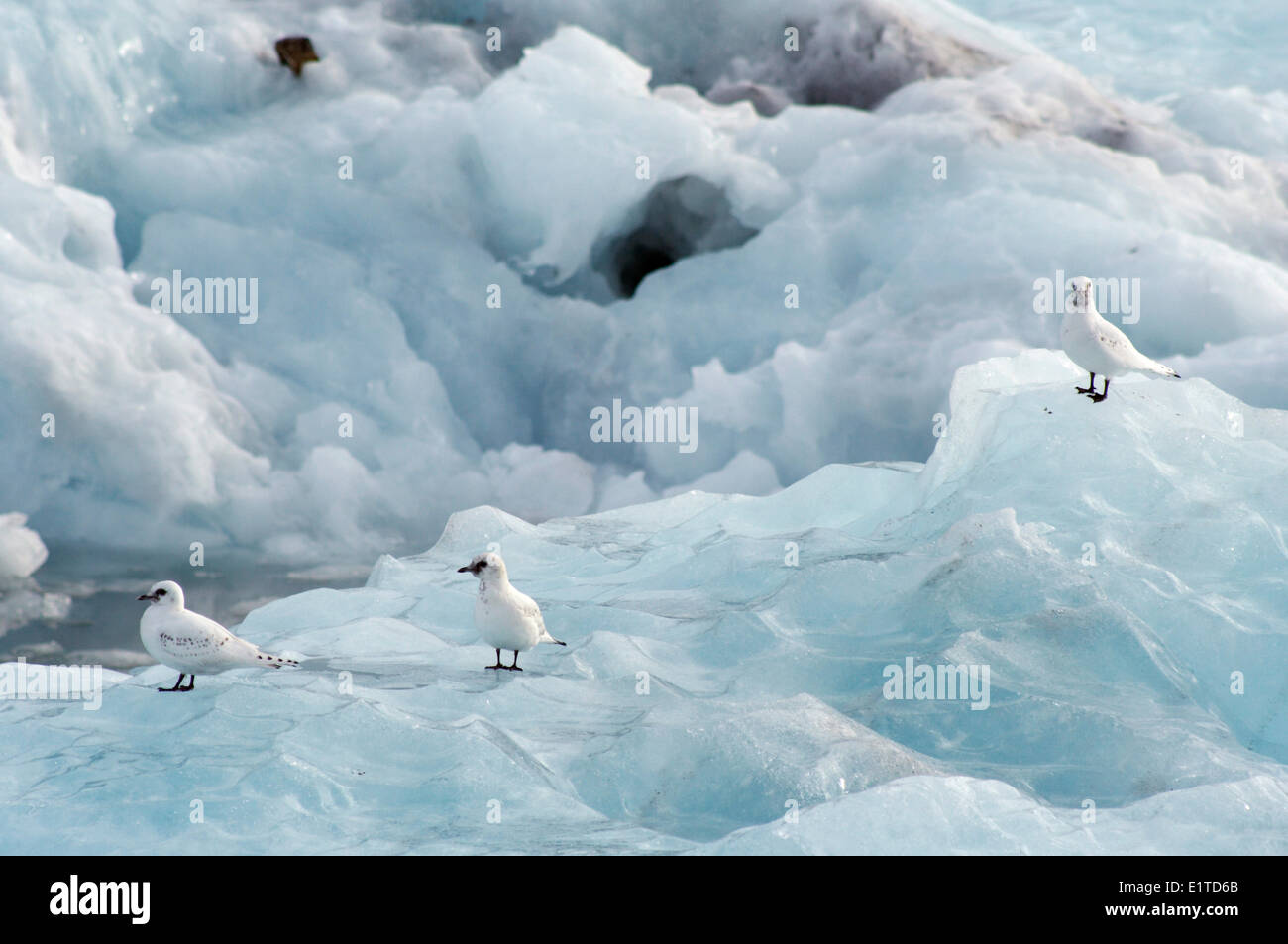 Three immature Ivory Gulls (Pagophila eburnea) on an iceberg Stock ...