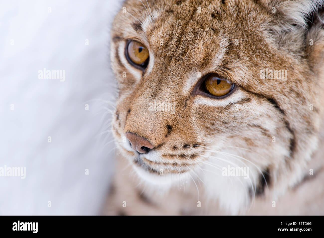 european lynx in snow Stock Photo - Alamy