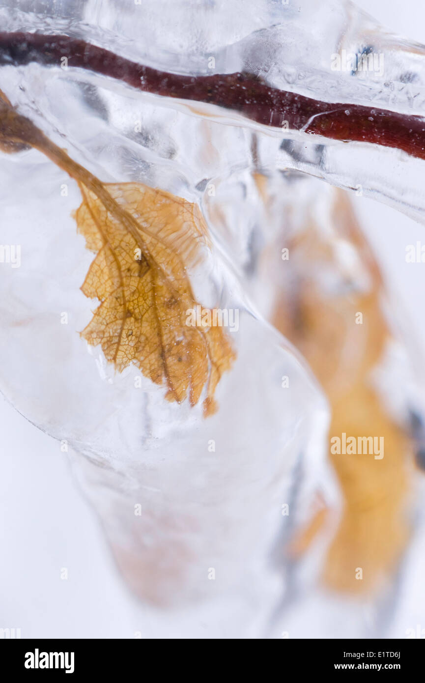 limetree leaf in ice Stock Photo - Alamy