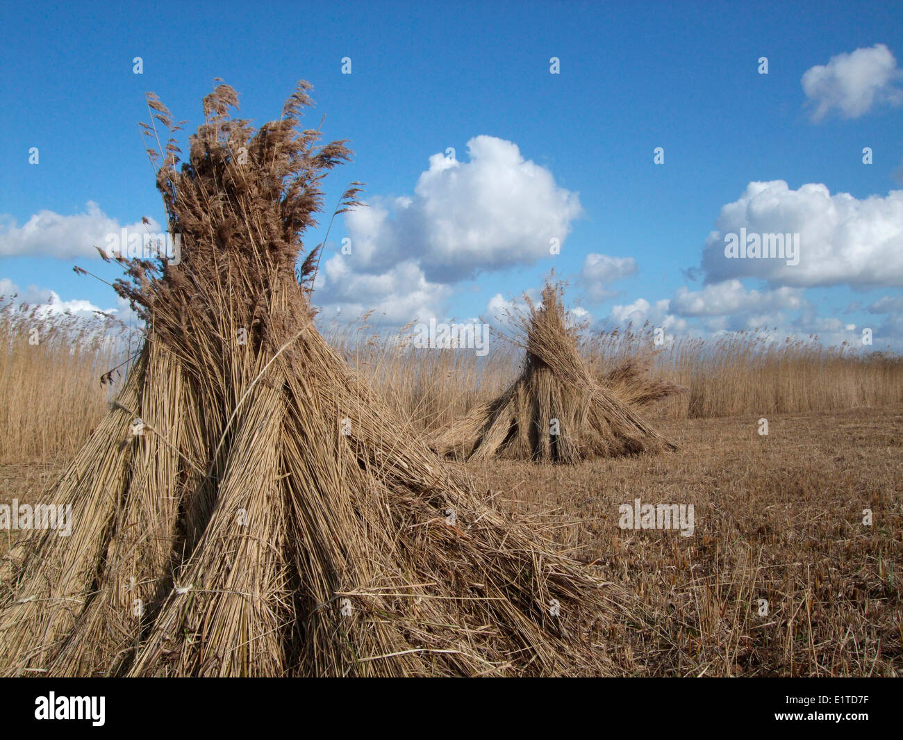 Reed bundle hi-res stock photography and images - Alamy