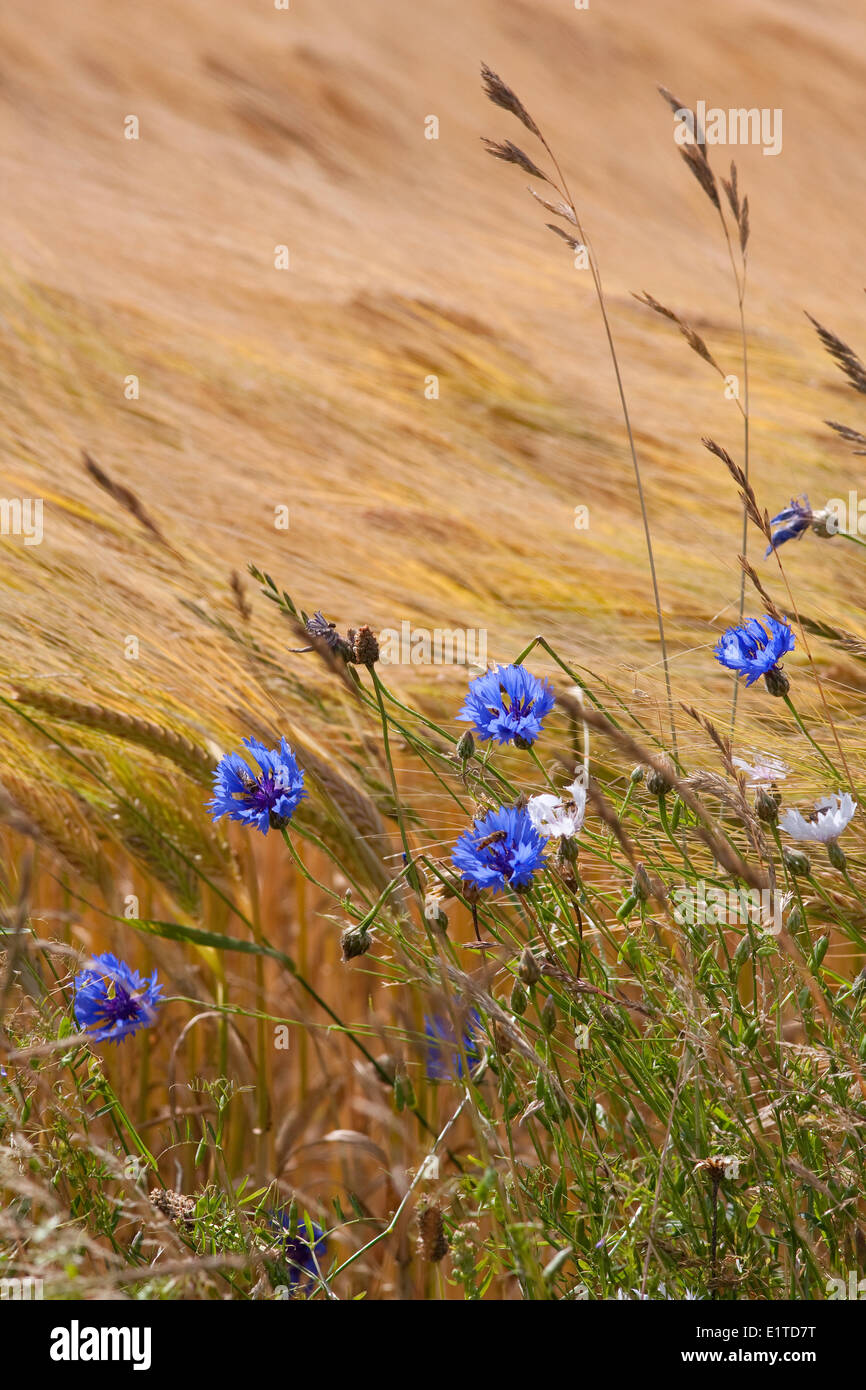Field cornflower hi-res stock photography and images - Alamy