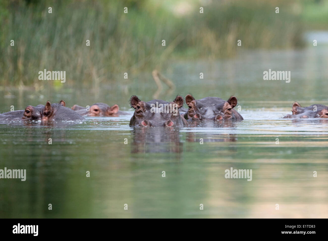 A group of nile hippopotamus or hippo's Stock Photo - Alamy