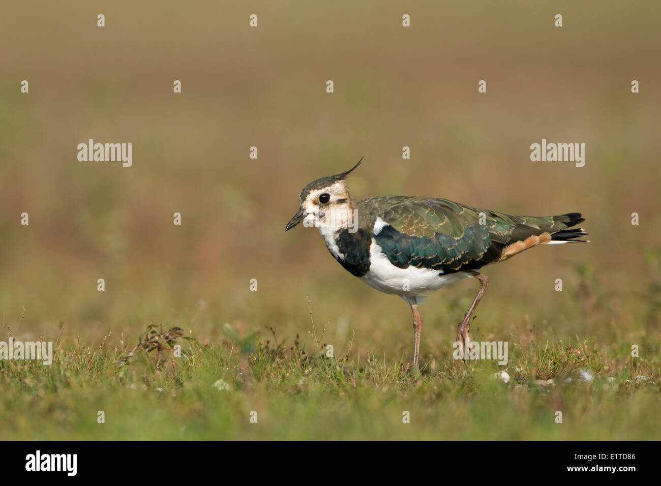 Crested lapwing hi-res stock photography and images - Alamy