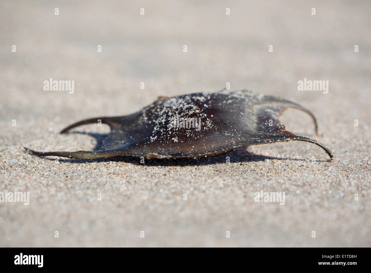 Egg of a ray Stock Photo - Alamy