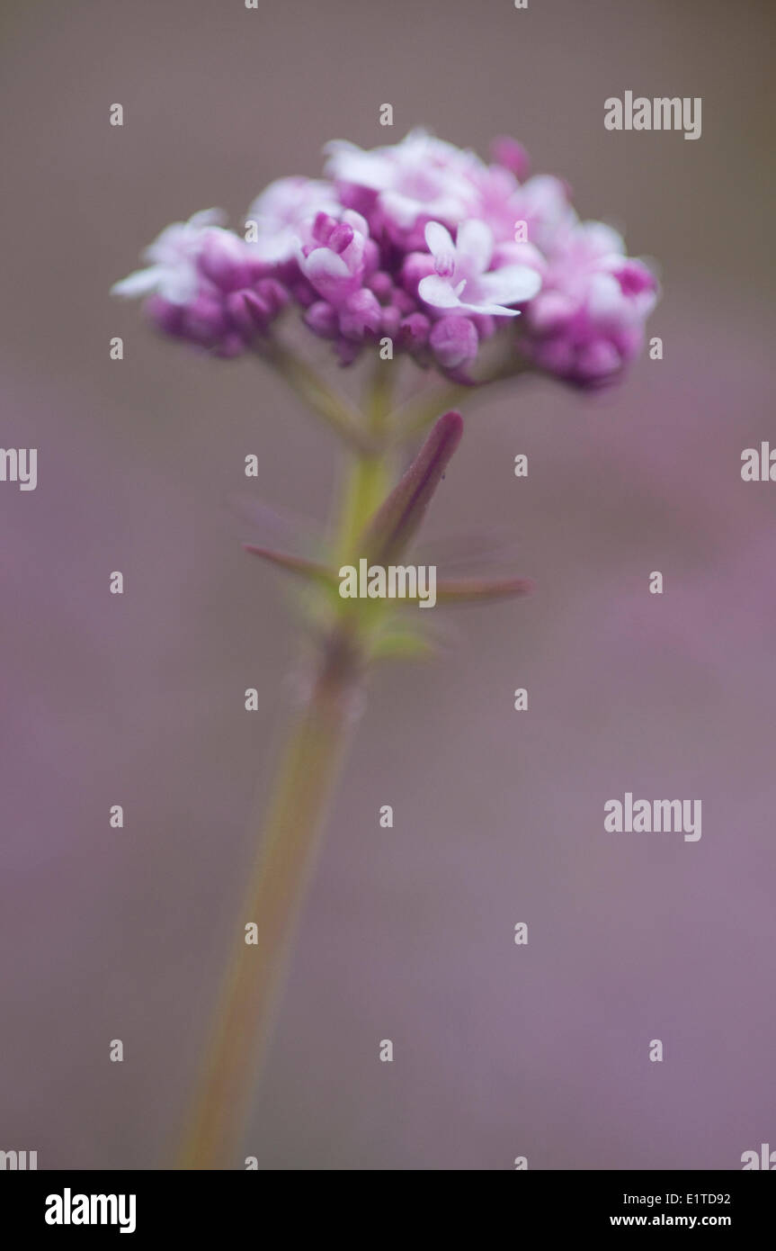 Family valerianaceae hi-res stock photography and images - Alamy