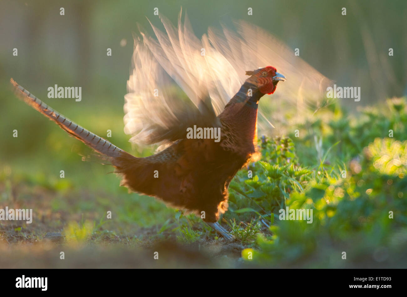 displaying common pheasant in spring Stock Photo - Alamy displaying common pheasant in spring Stock Photo - Alamy