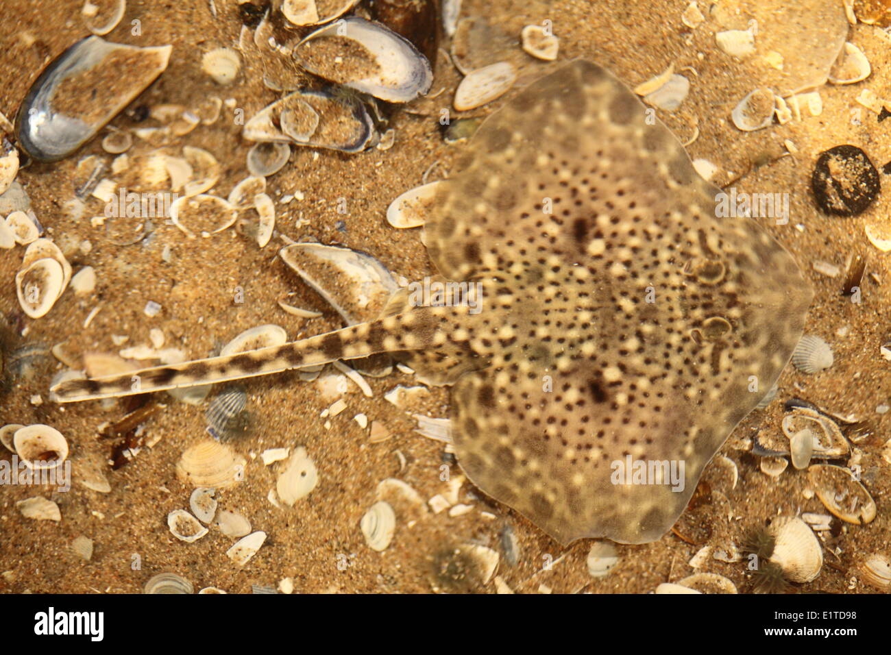 Spotted ray in aquarium natuurcentrum ameland These rays rare in North ...