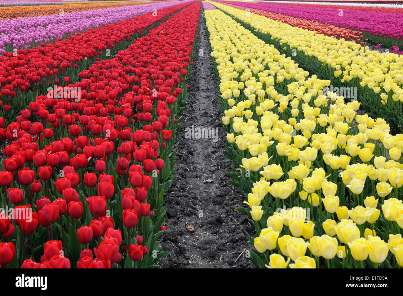 Tulipa happy family hi-res stock photography and images - Alamy