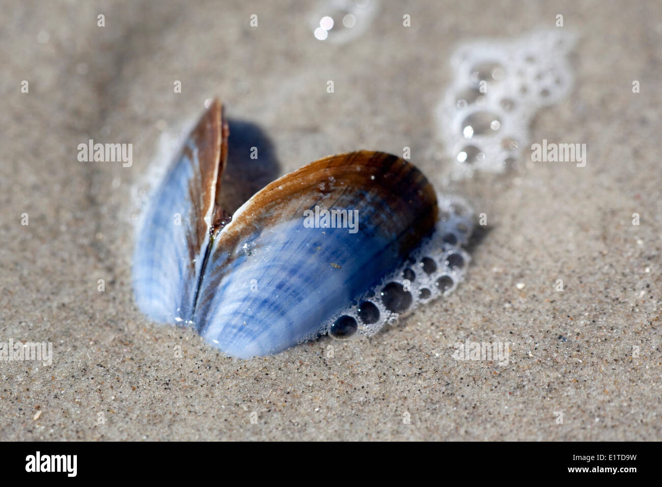 Blue Mussel shell on the beach Stock Photo - Alamy