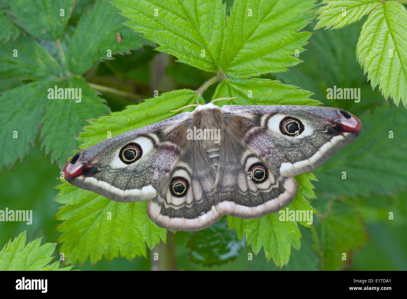 Female Emperor Moth Stock Photo - Alamy