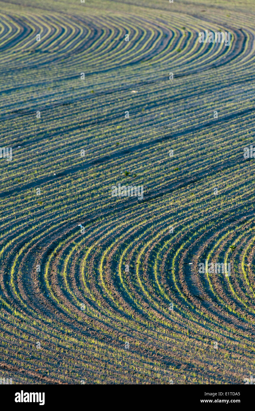 Onion field hi-res stock photography and images - Alamy