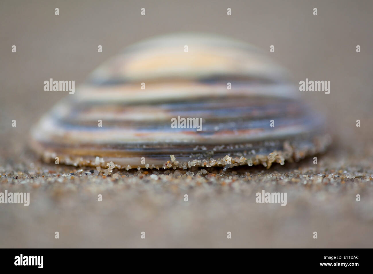 Trough shell hi-res stock photography and images - Alamy