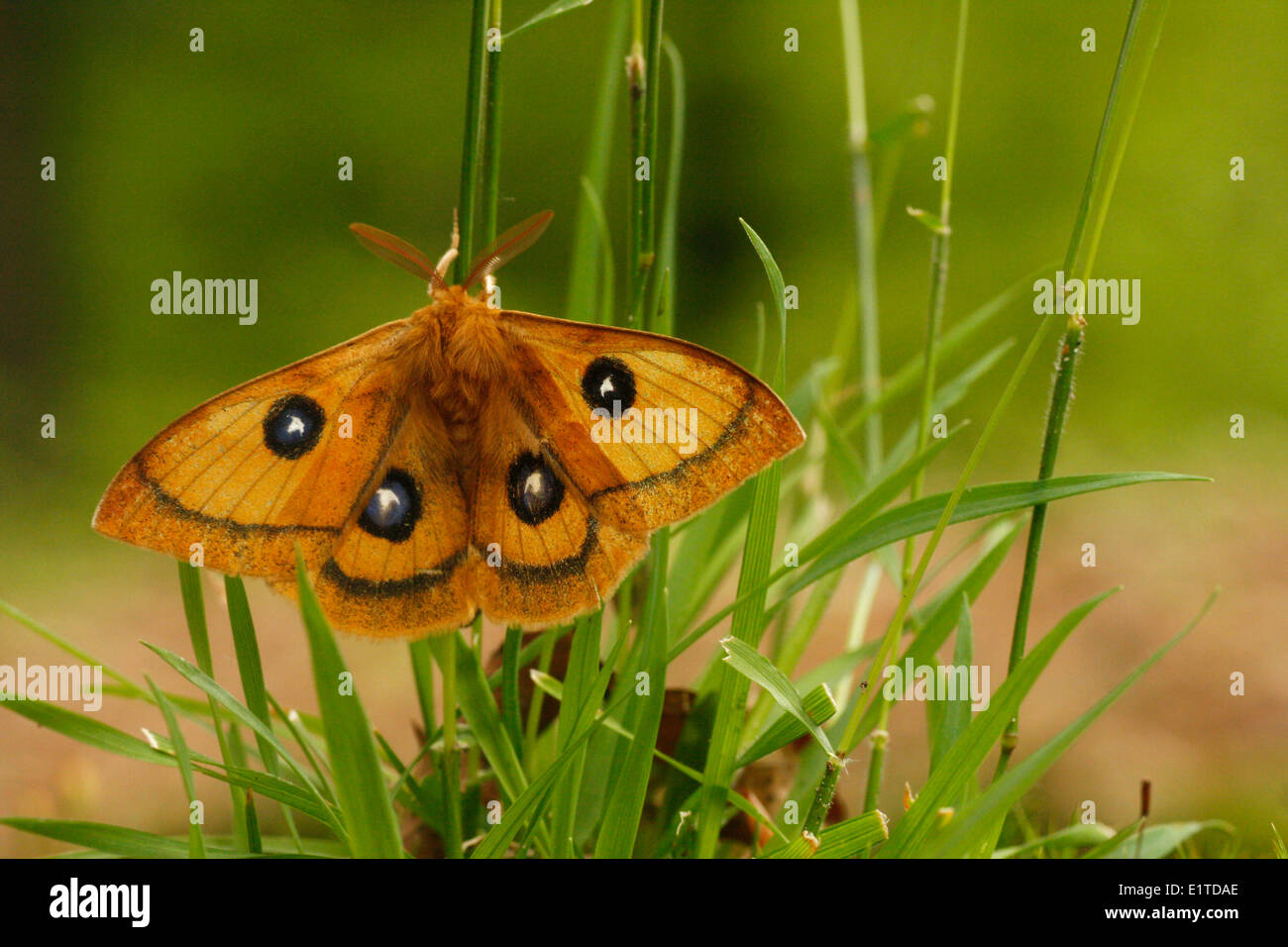 The Tau Emperor is a rare moth, that lives in beech forests Stock Photo ...