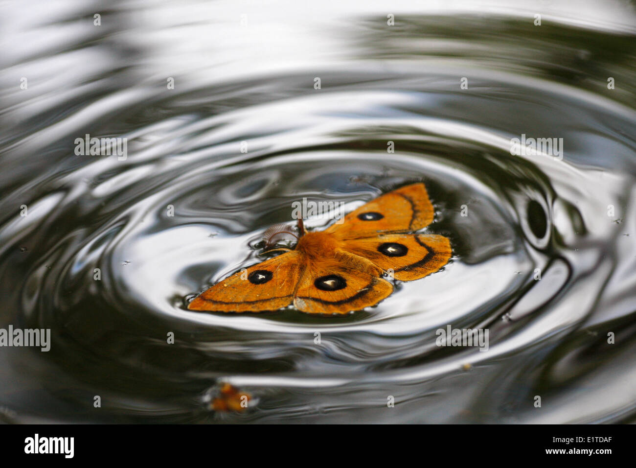 The Tau Emperor is a rare moth, that lives in beech forests Stock Photo ...