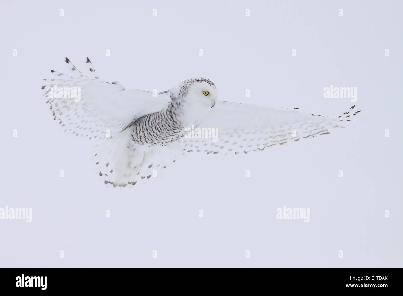 Snowy owl in flight hi-res stock photography and images - Alamy