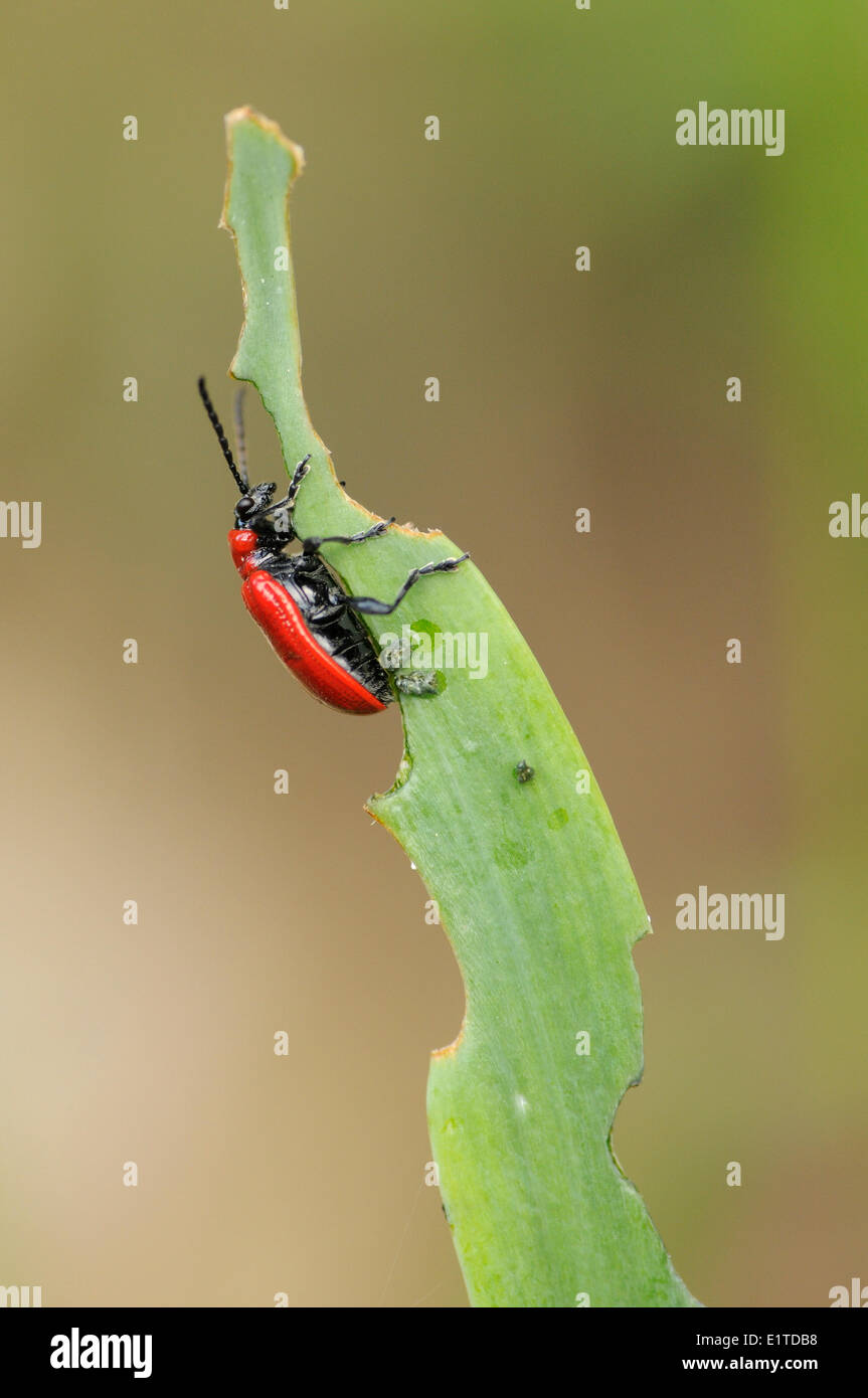 Scarlet lily beetle eating from Three Bracted Snake's Head leaf Stock ...
