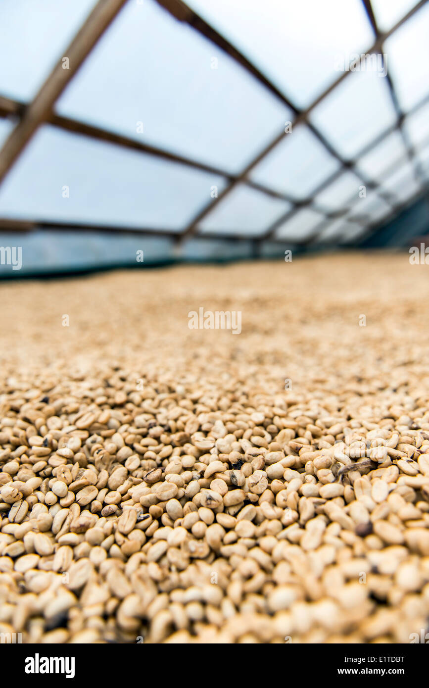 Coffee beans at Mi Cafecito coffee farm in San Miguel Costa Rica Stock ...