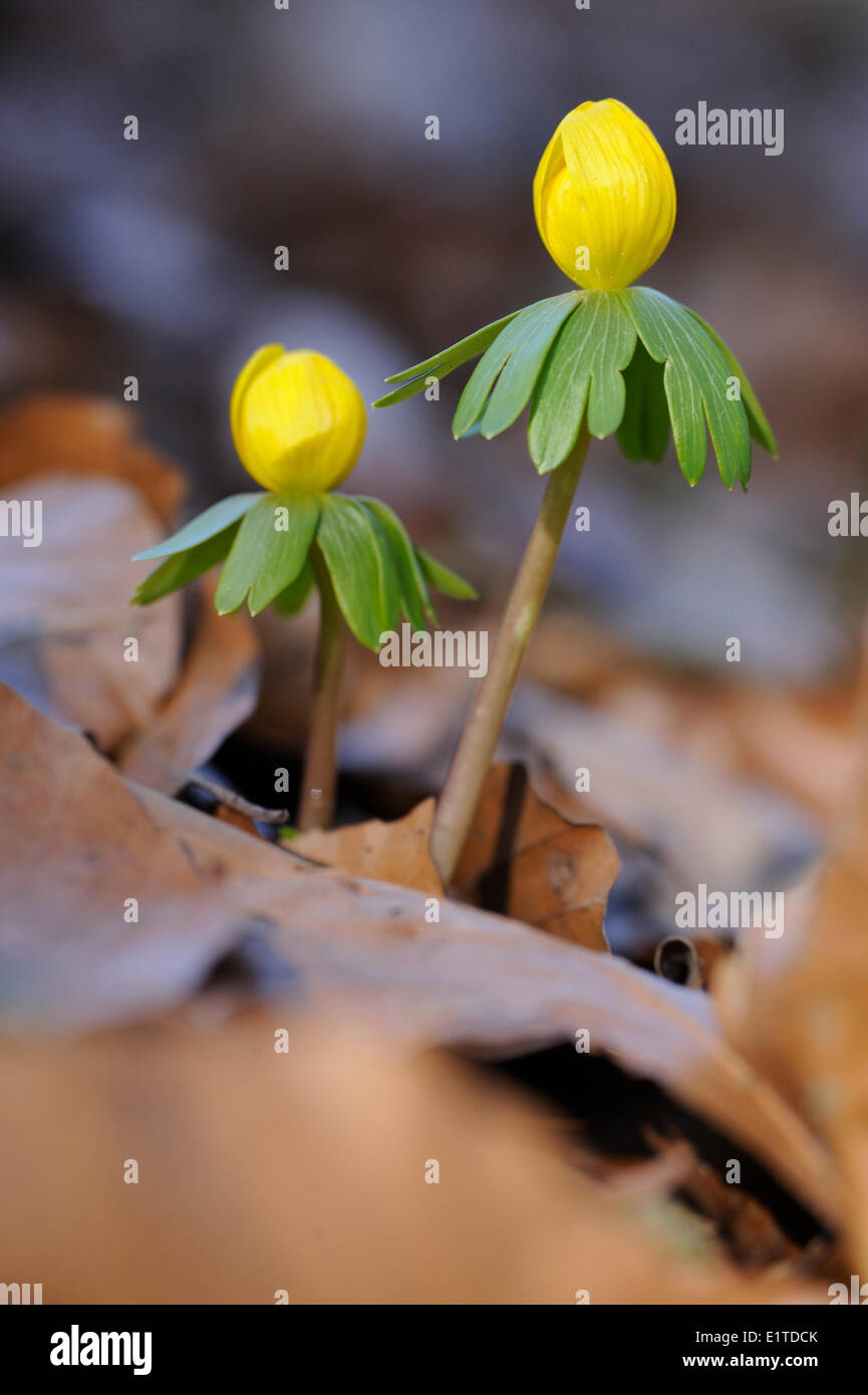 Opening flower of Winter Aconite between dried leaves of Beech Stock ...