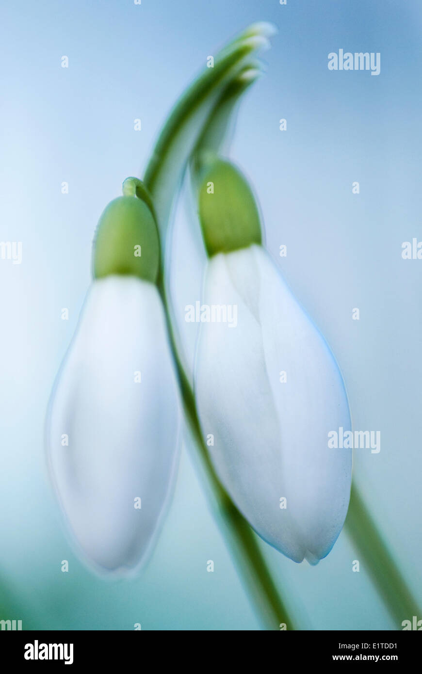 Macro picture of two snowdrops Stock Photo - Alamy