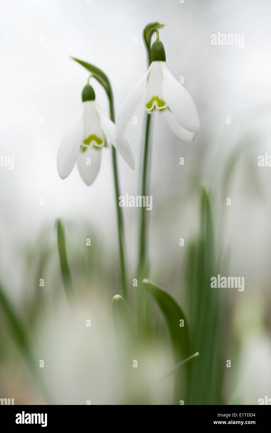 Macro picture of two snowdrops Stock Photo - Alamy