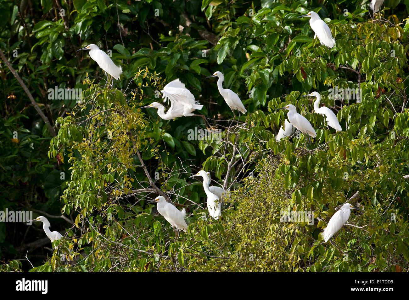 Egrets and herons migration hi-res stock photography and images - Alamy