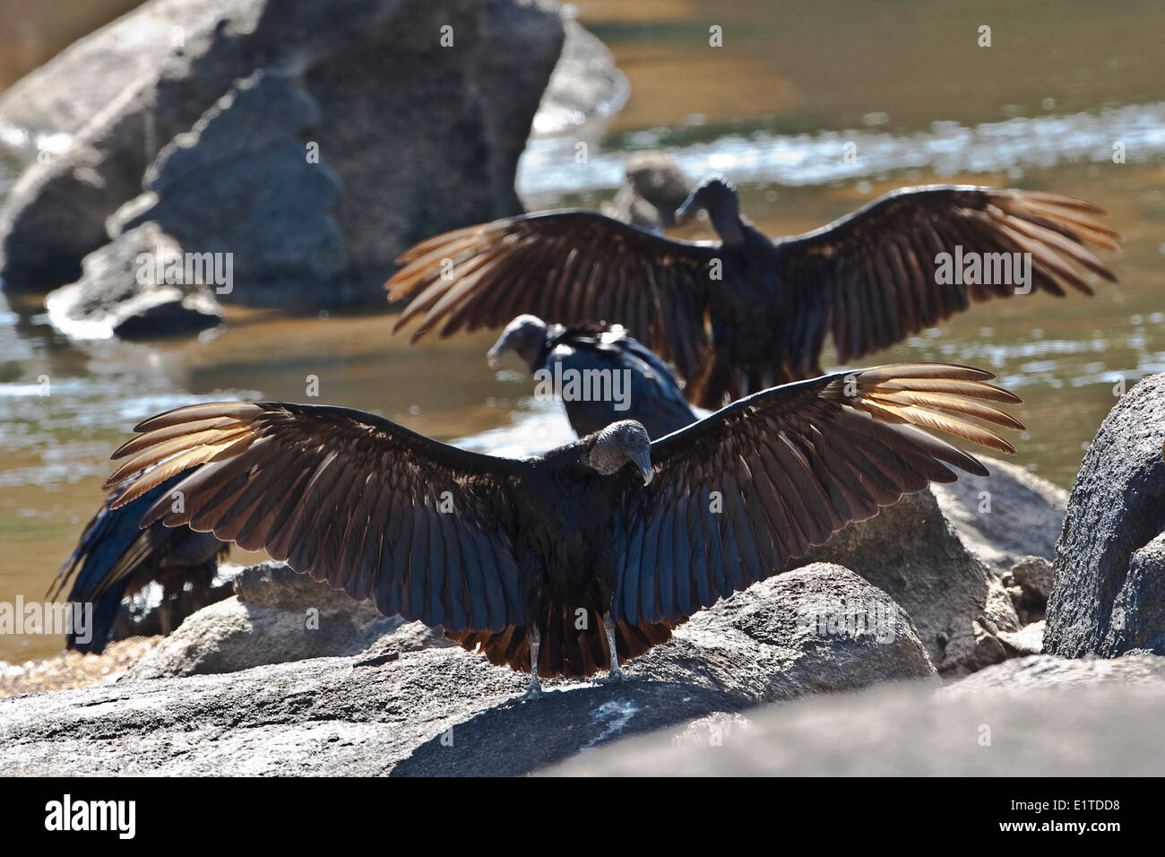 Black Vultures Sunbathing High Resolution Stock Photography and Images ...