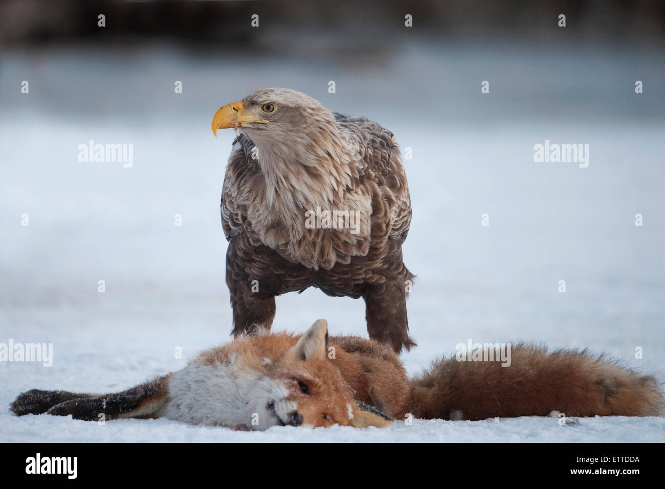 The eagle and the fox hi-res stock photography and images - Alamy