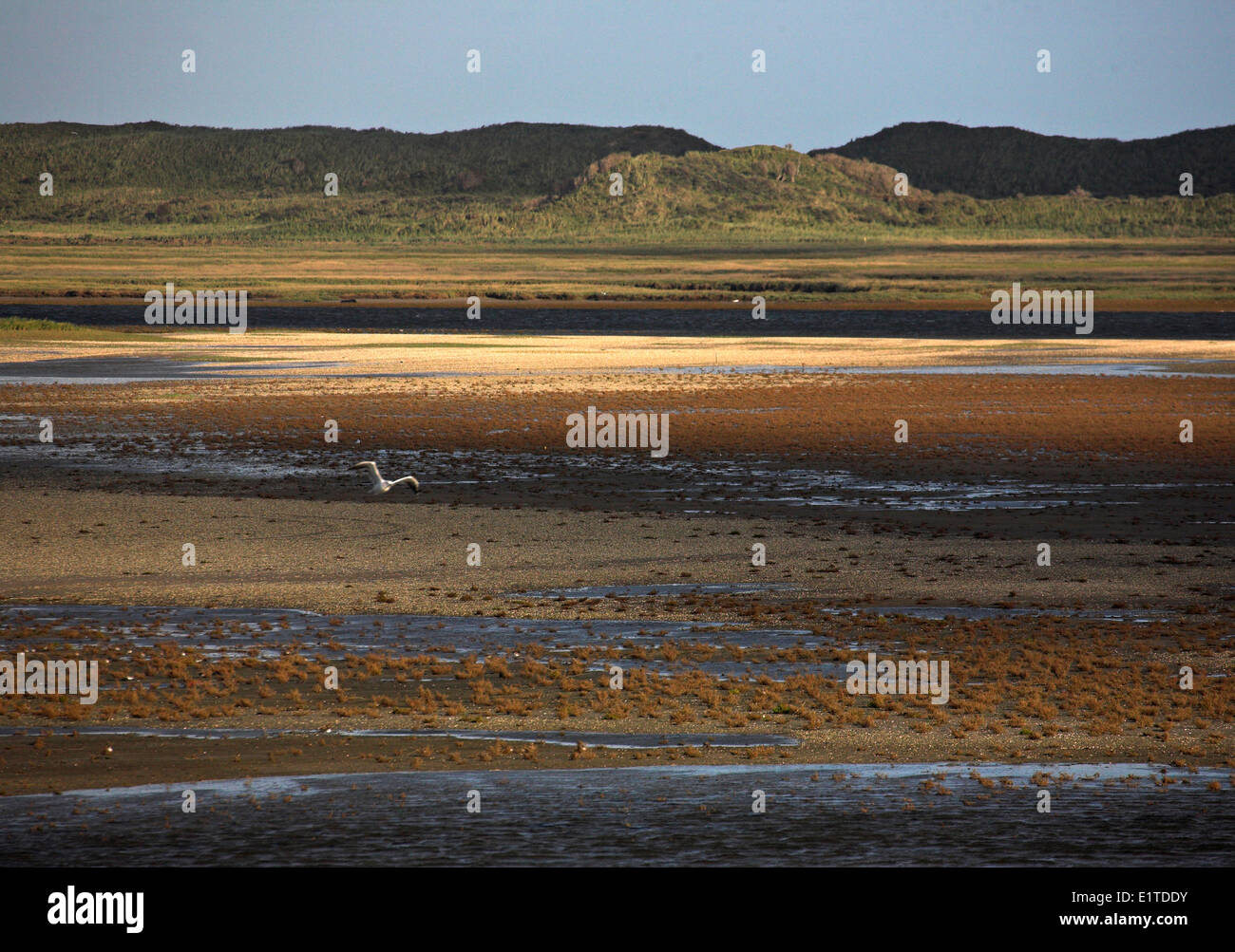 Tidal dunes hi-res stock photography and images - Alamy