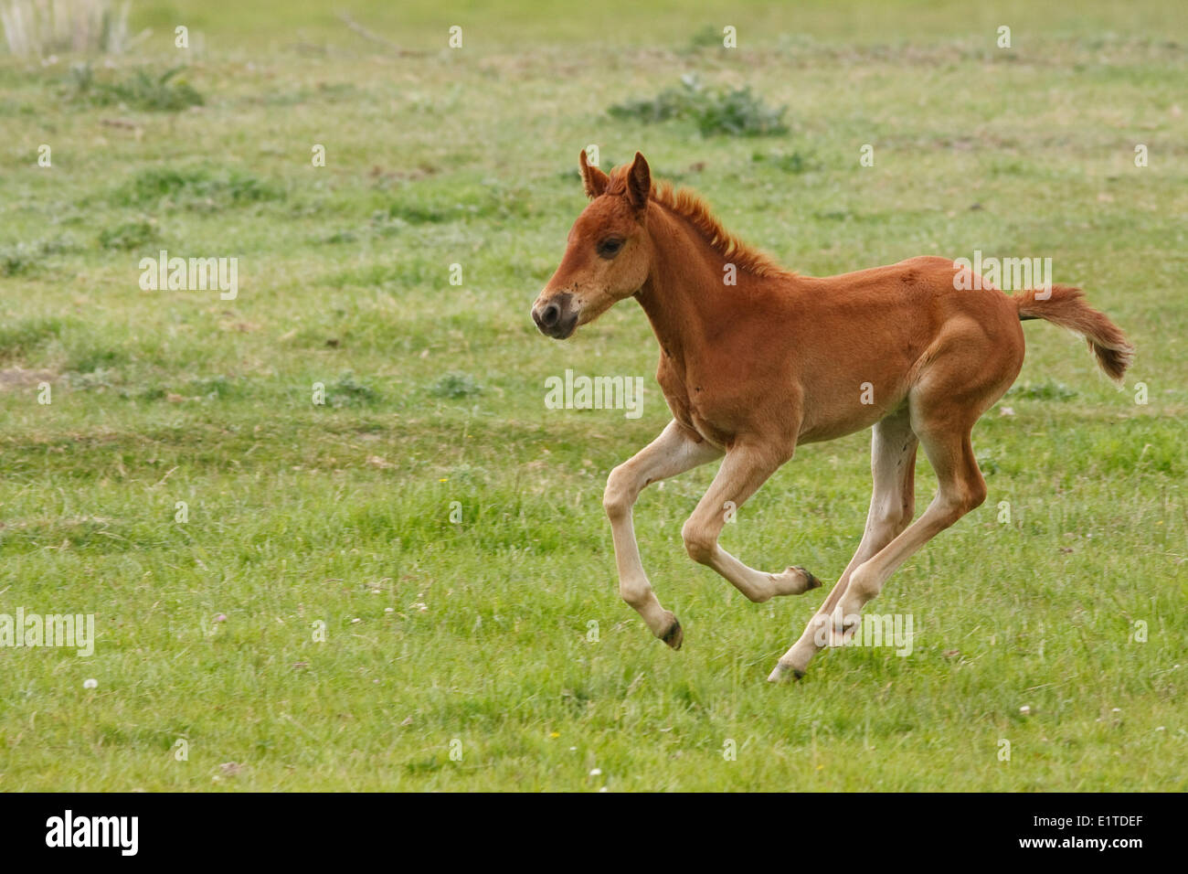 Foal galloping horse hi-res stock photography and images - Alamy