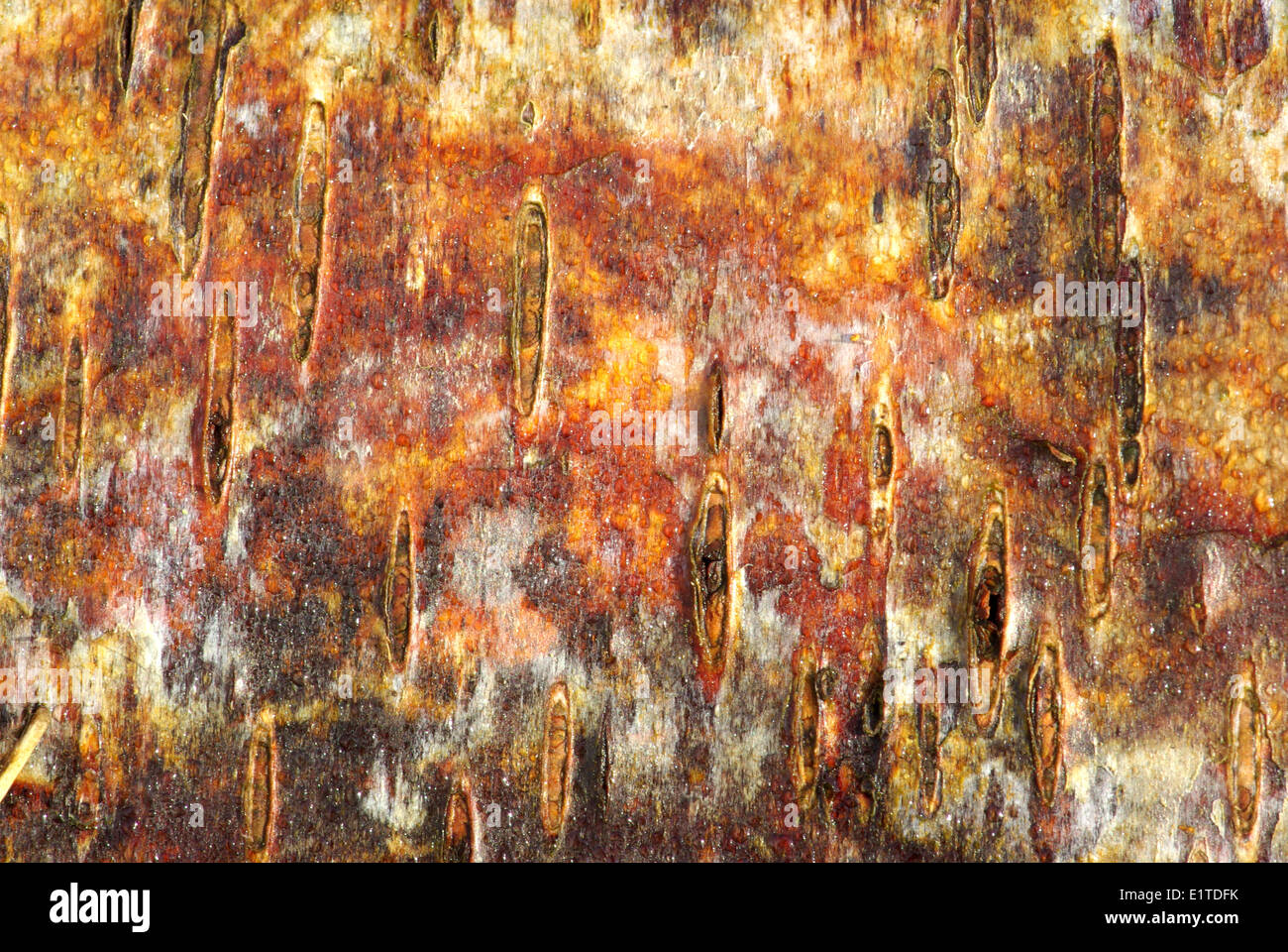 Bleeding Into The Skin High Resolution Stock Photography and Images - Alamy