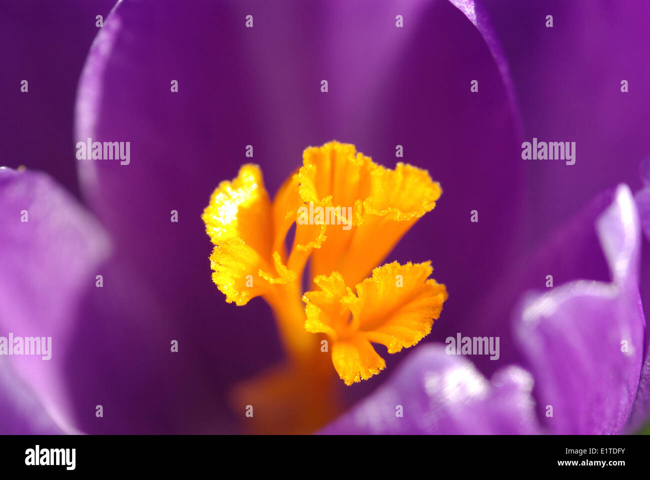 Stigma carpel hi-res stock photography and images - Alamy