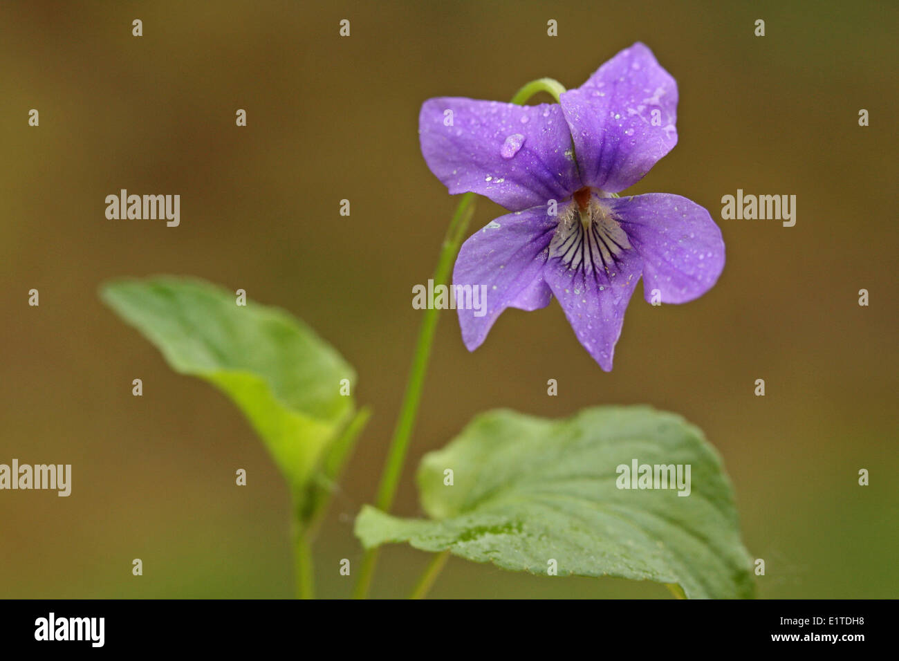 Close up blooming violaceae family hi-res stock photography and images ...