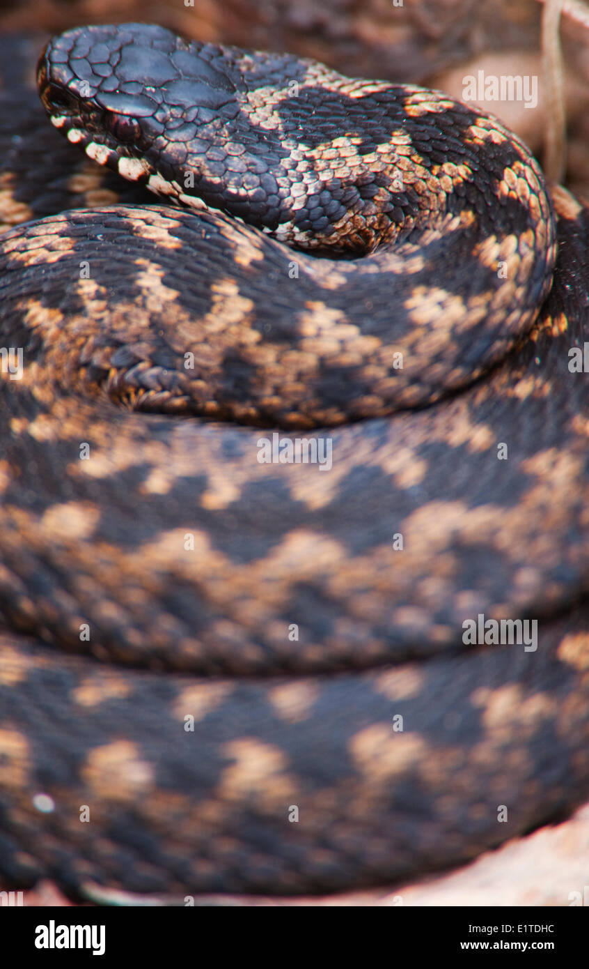 Vipera vulgaris hi-res stock photography and images - Alamy