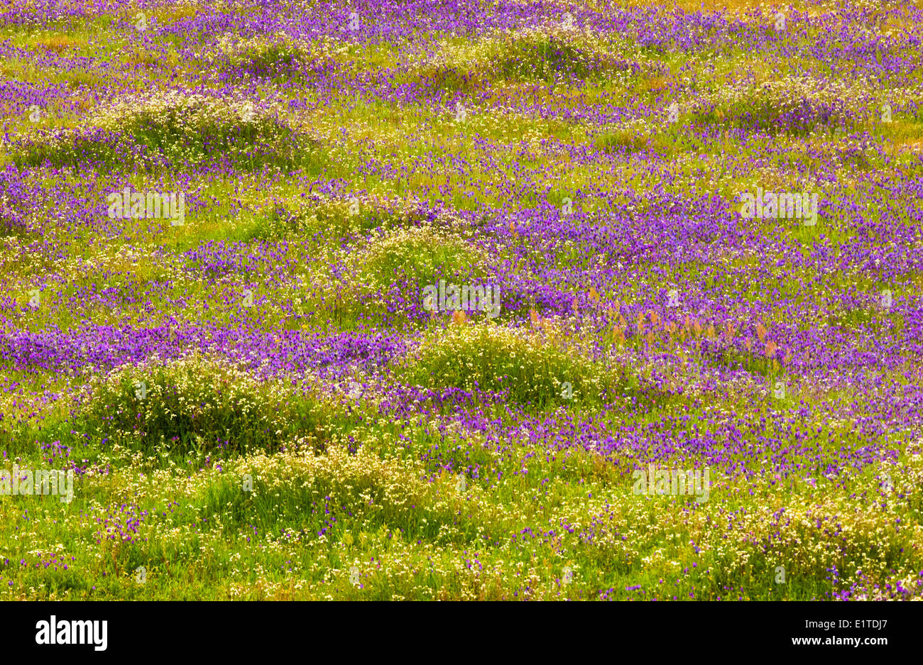 colourful field of flowers in the alentejo in Portugal during spring ...