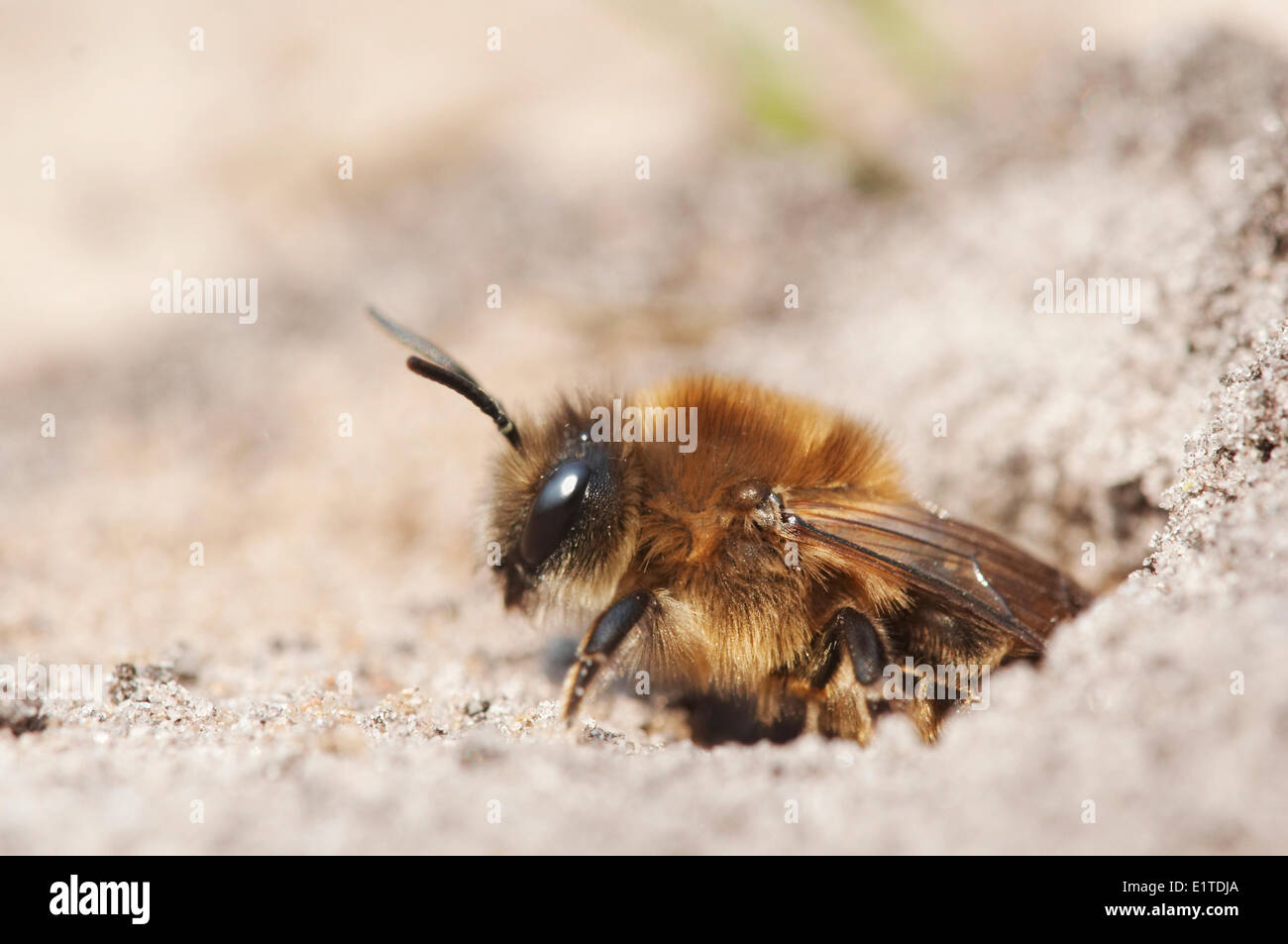 Mining bee hole hi-res stock photography and images - Alamy