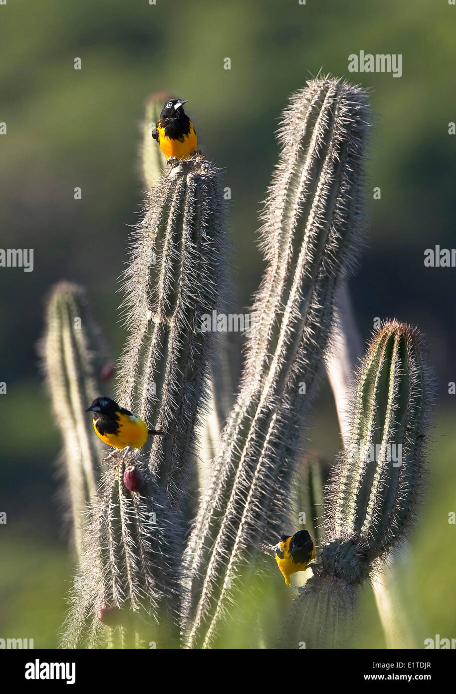 Portrait of Troupial Stock Photo - Alamy